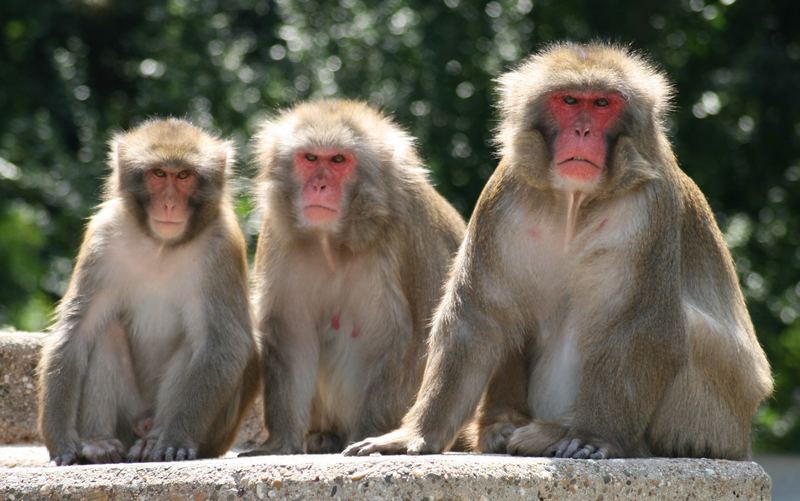 3 Affen Foto & Bild | tiere, zoo, wildpark & falknerei, säugetiere ...