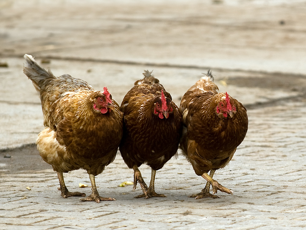 3 Foto & Bild | tiere, haustiere, nutztiere Bilder auf fotocommunity