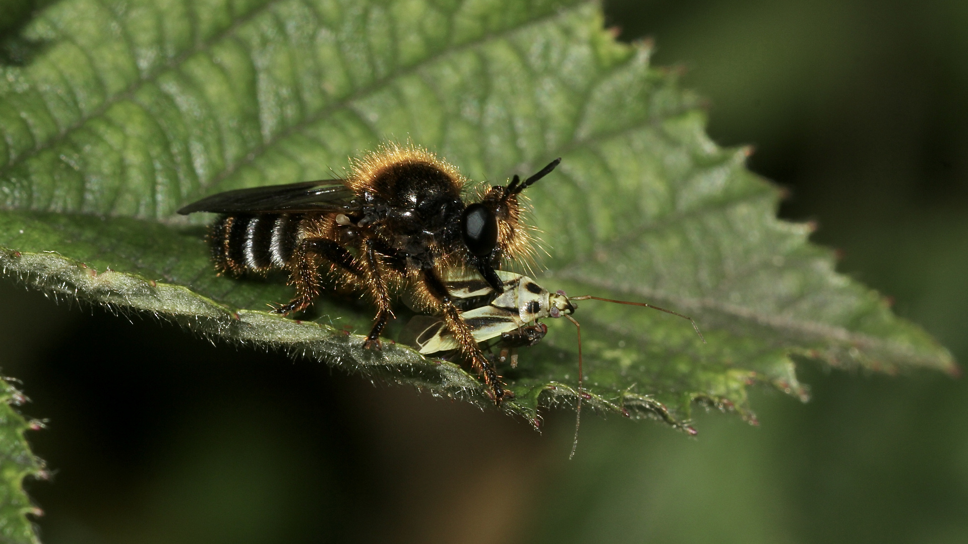 (3) Das einzige, was ich hier bestimmen konnte, war die arme Wanze ...