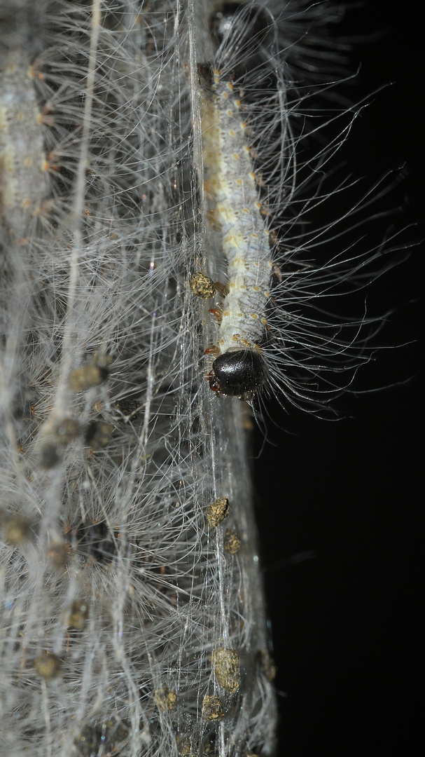 (3) Der Eichenprozessionsspinner (Thaumetopoea processionea) Foto & Bild | forst, wald, natur ...