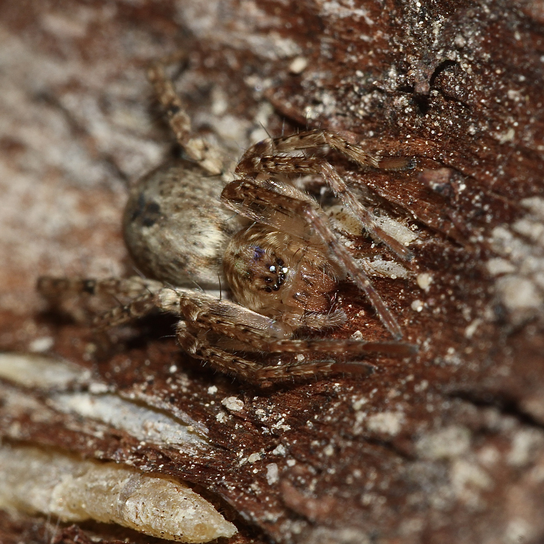 (3) Die Vierfleck-Zartspinne (Anyphaena accentuata) ... Foto & Bild ...