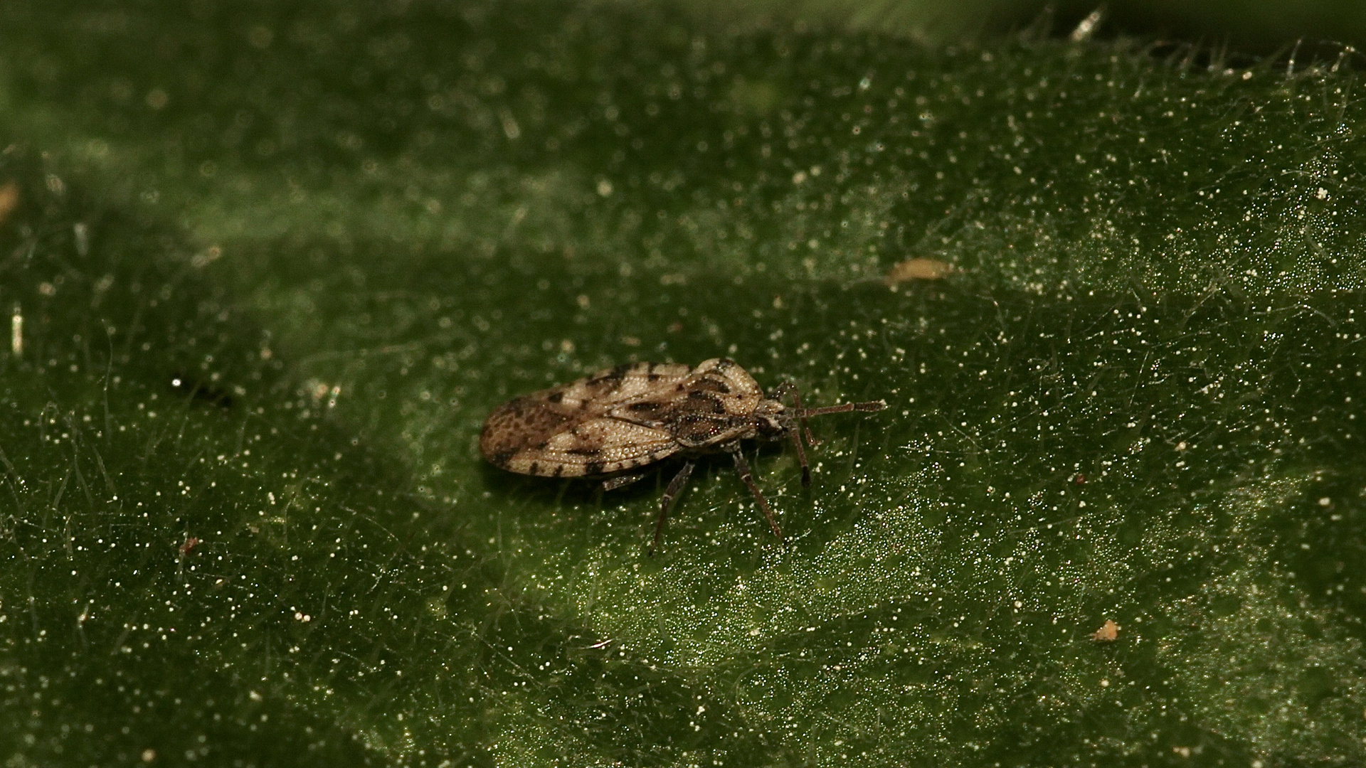 (3) Die winzige Distel-Netzwanze (Tingis cardui) ... Foto & Bild ...