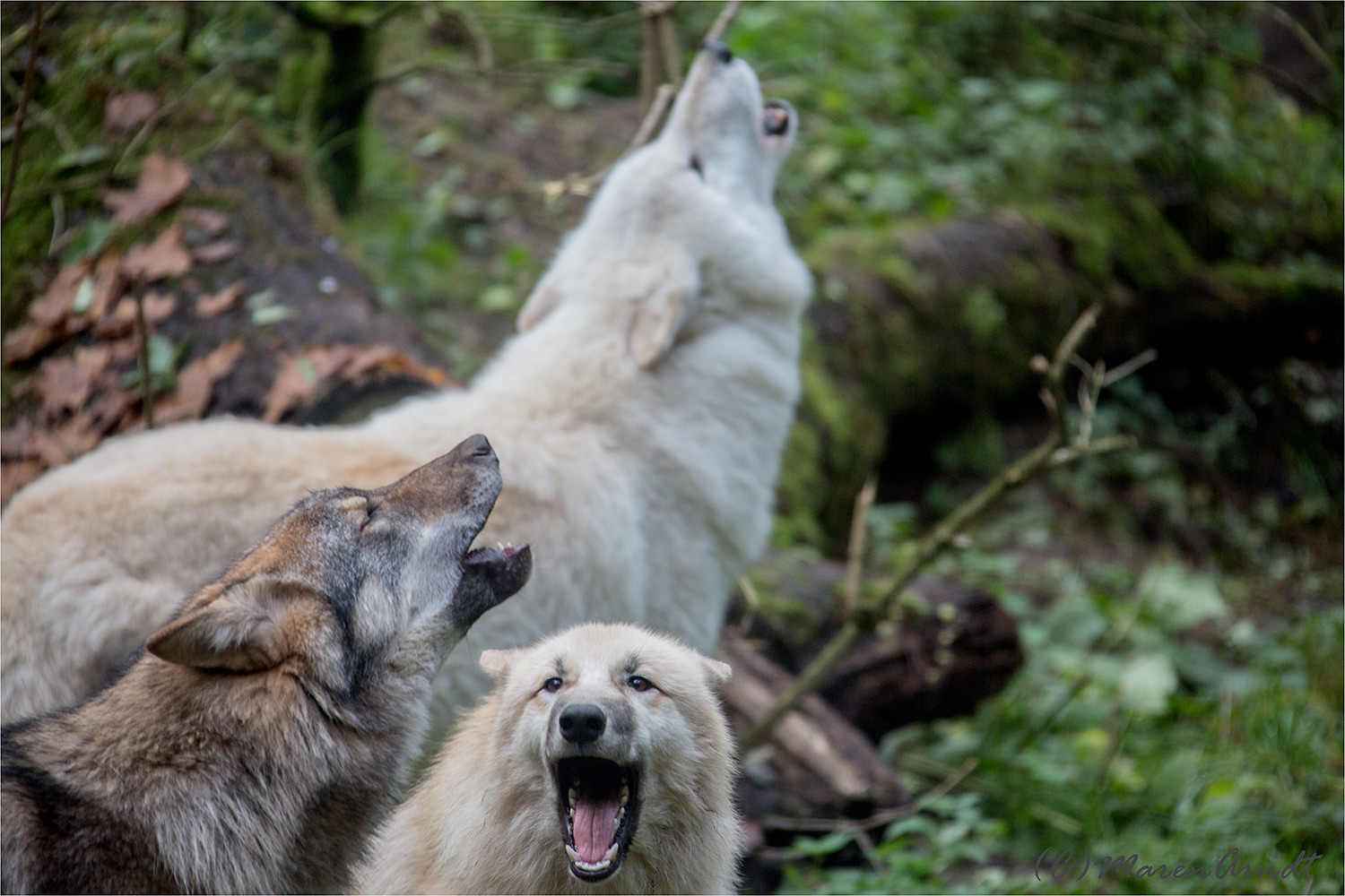 3 Heuler Foto & Bild | natur, zoo, tiere Bilder auf fotocommunity