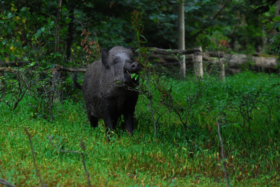 3 jähriger Keiler Foto & Bild | tiere, wildlife, säugetiere Bilder auf ...