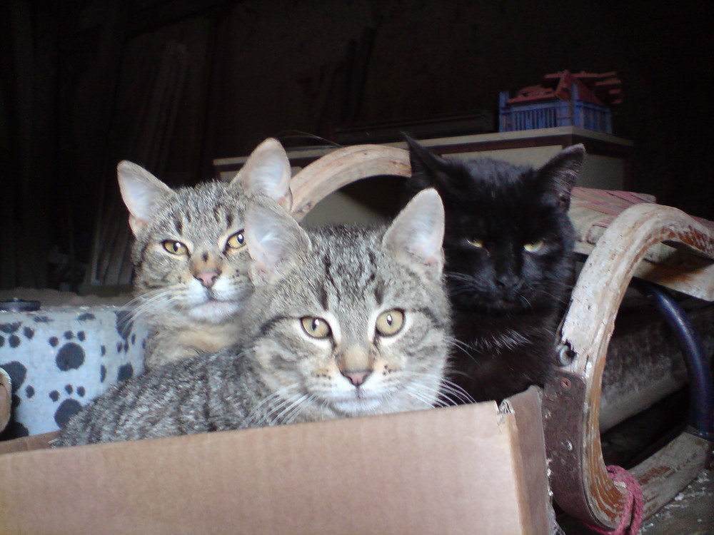 3 Katzen in der kleinen Kiste Foto & Bild | tiere, haustiere, katzen ...