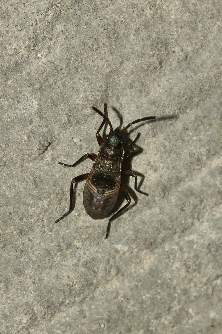 (3) Larven und Imago (ausgewachsenes Insekt) der Wanze Rhyparochromus ...