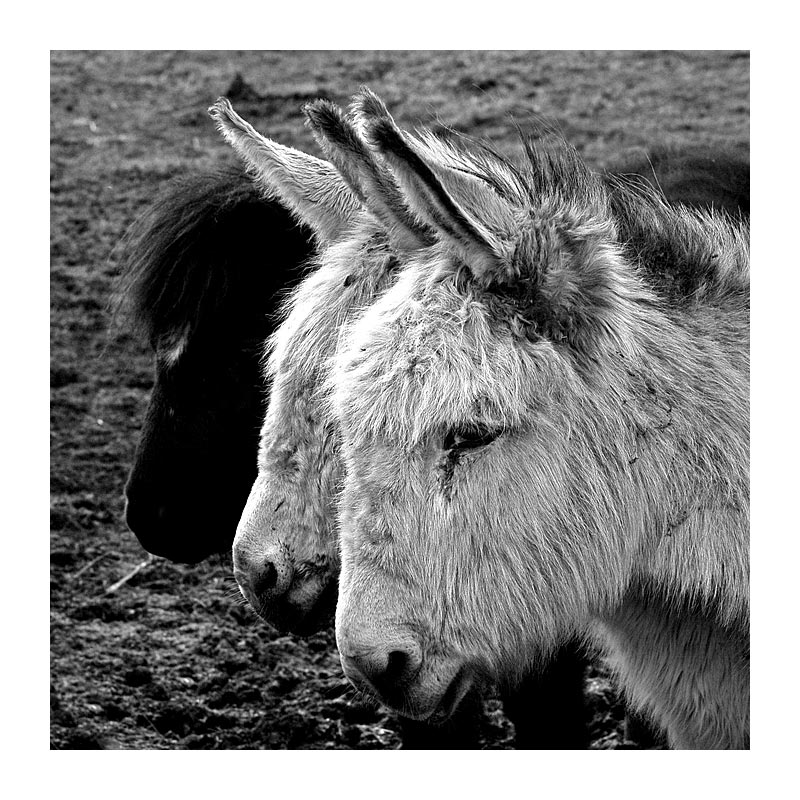 3 Ohren, 2 Esel, 1 Pony Foto & Bild | tiere, haustiere, pferde, esel ...