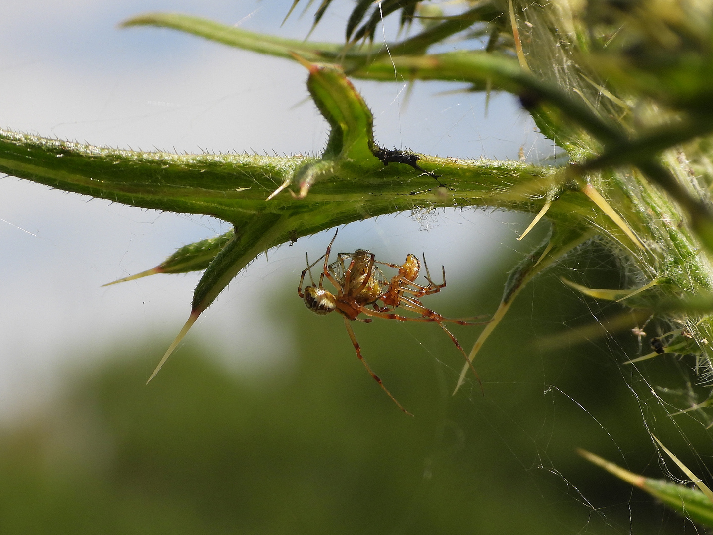 3 Spinnen Foto & Bild | tiere, wildlife, spinnen Bilder auf fotocommunity