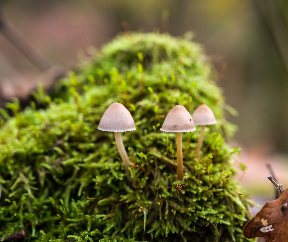 3 steigen auf den Berg Foto & Bild | pflanzen, pilze & flechten, pilze & flechten, jahreszeiten ...