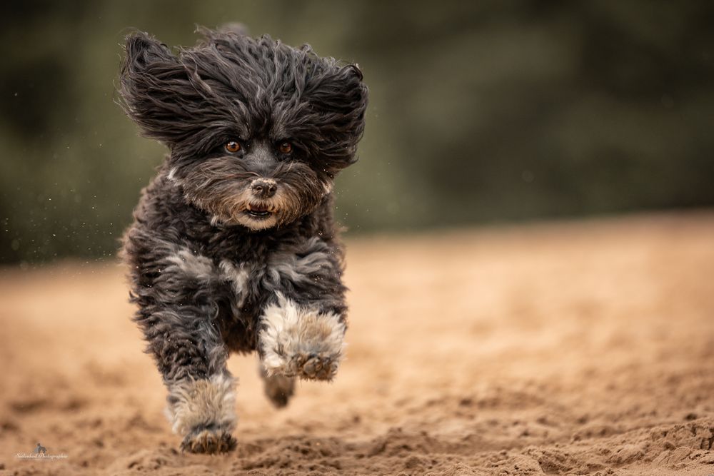 3 Wetter Taft ... die Frisur hält Foto & Bild | tiere, haustiere, zoo ...