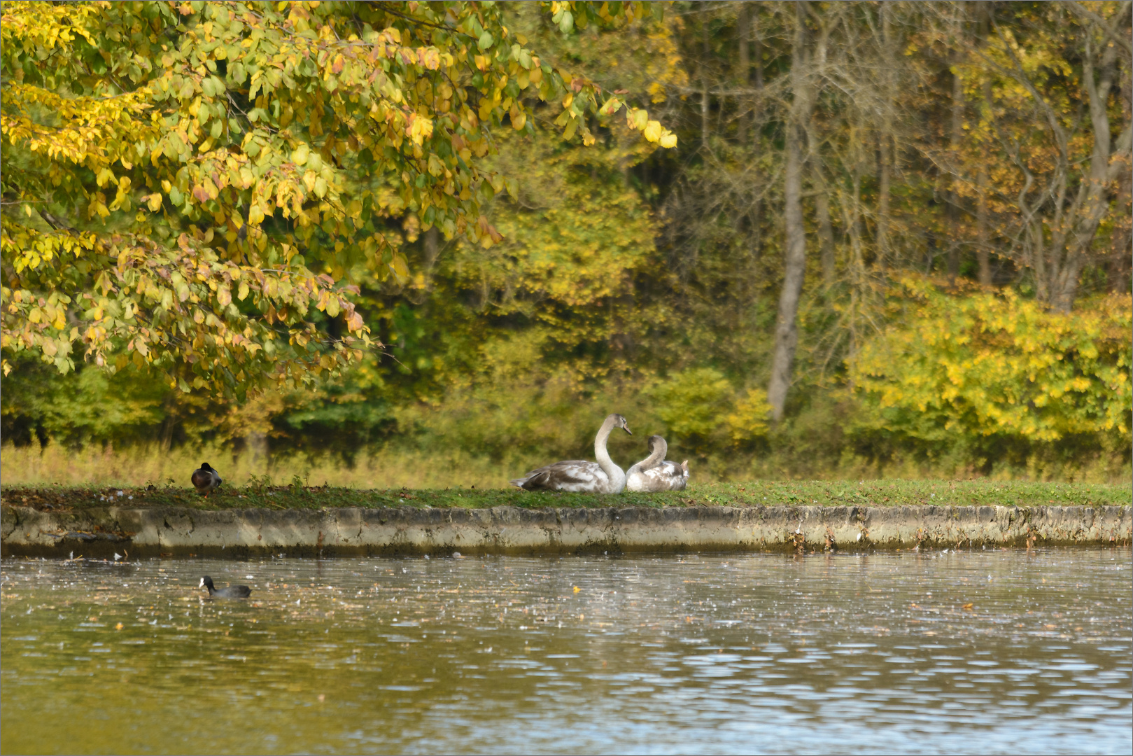 300 mm Foto & Bild | tiere, wildlife, wild lebende vögel Bilder auf ...
