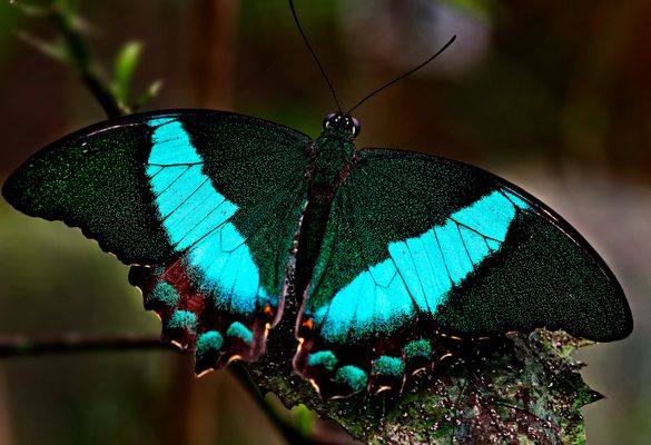 Papillons Images & Photos