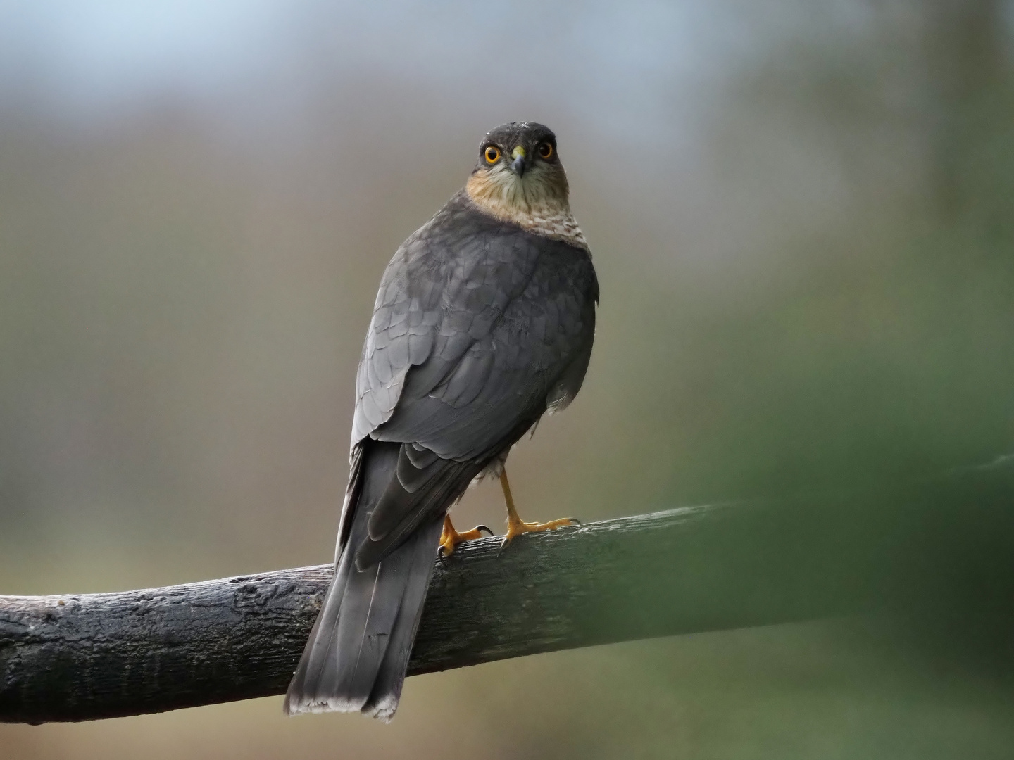 31.12.2022 Foto & Bild | tiere, wildlife, wild lebende vögel Bilder auf ...