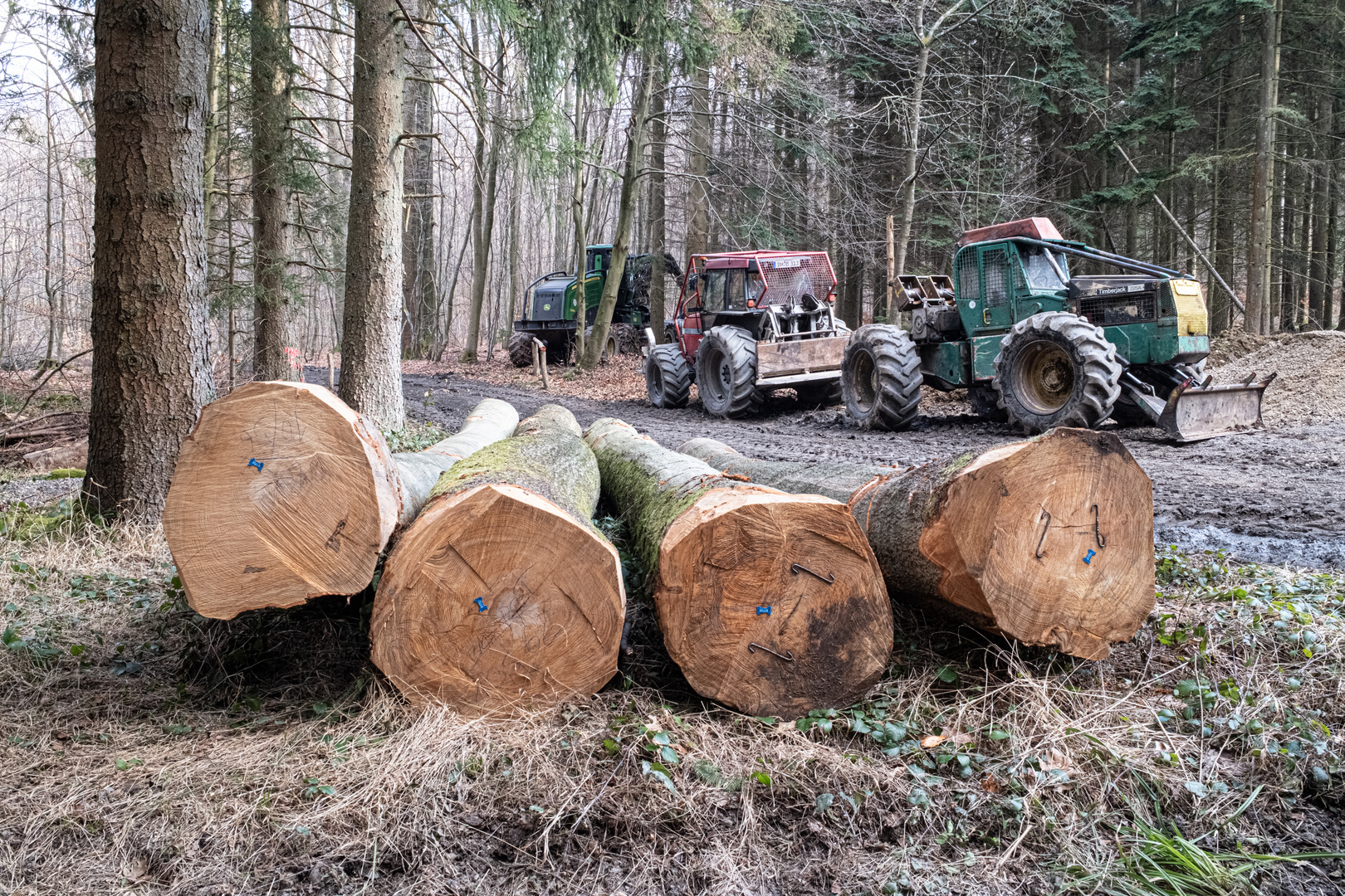 31/365 Holzernte Foto & Bild | industrie und technik, landschaft, projekte Bilder auf fotocommunity
