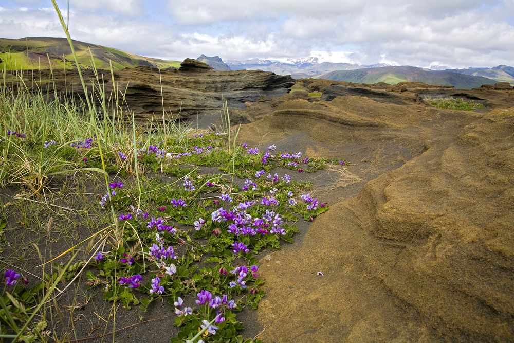 3229B Island Landschaft in Südisland in der Nähe von Vik Foto & Bild ...