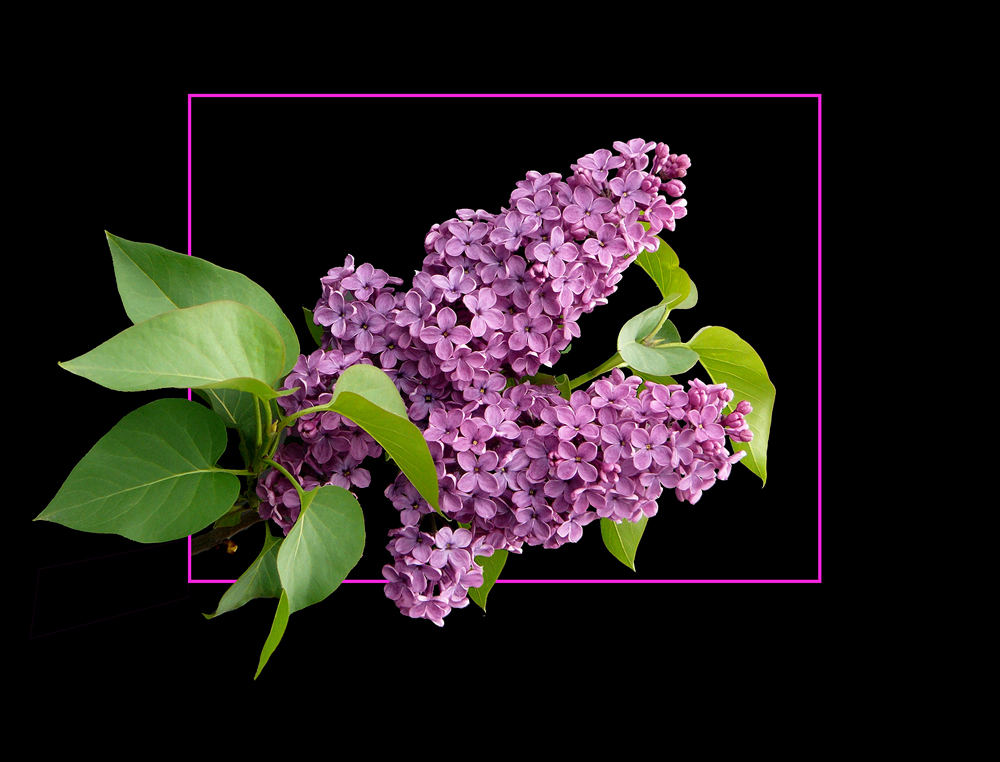 335 SERENELLA Foto % Immagini| piante, fiori e funghi, fiori, natura ...