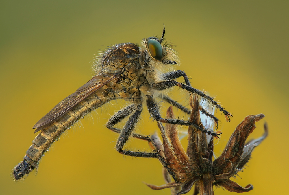 #34# Foto & Bild | tiere, wildlife, insekten Bilder auf fotocommunity