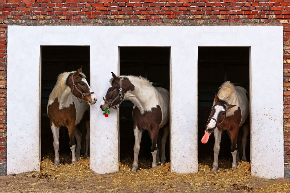 So ein Schleimer - Bild & Foto von muvi aus Foto des Jahres 22 ...
