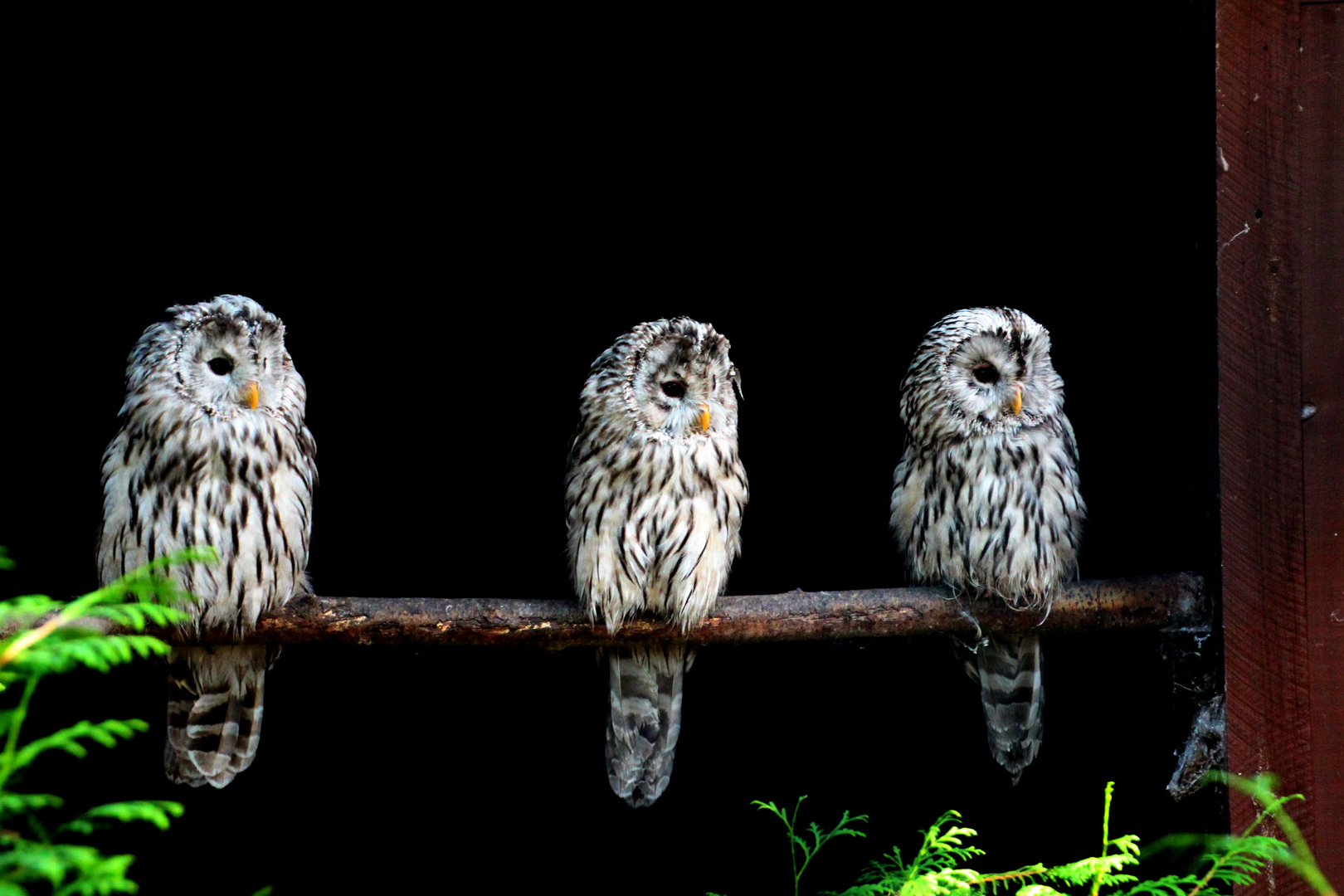 3x Kauz Foto & Bild | natur, landschaft, pflanzen Bilder auf fotocommunity