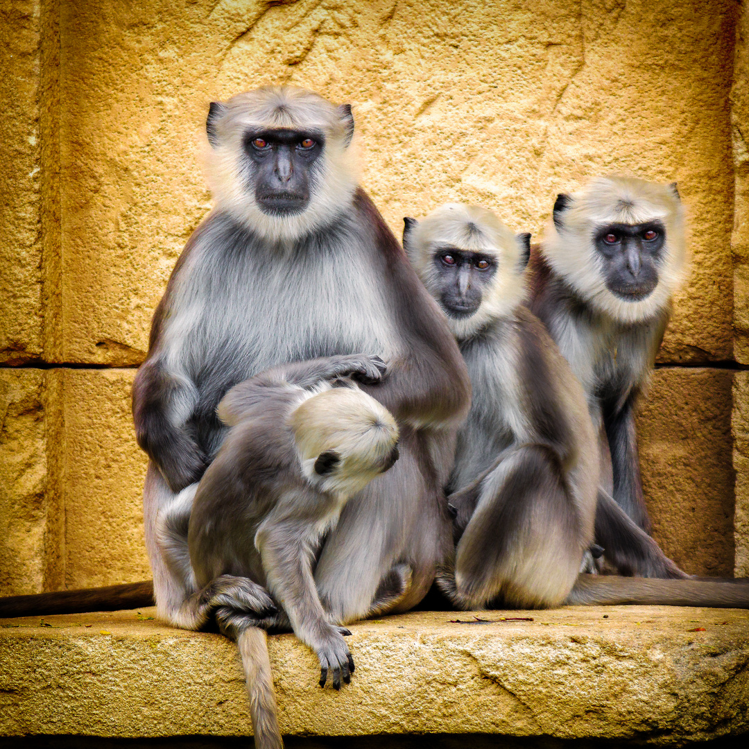 4 Affen Foto & Bild | tiere, zoo, wildpark & falknerei, natur Bilder ...