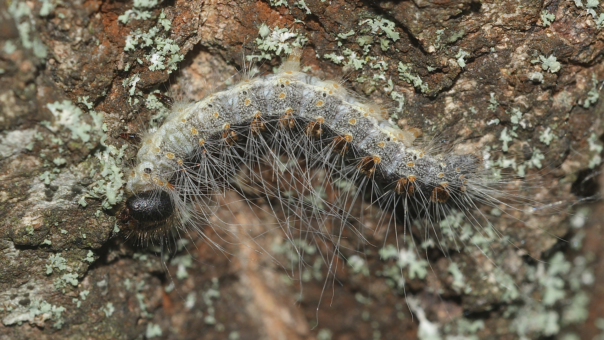 (4) Der Eichenprozessionsspinner (Thaumetopoea processionea) Foto & Bild | forst, wald, natur ...
