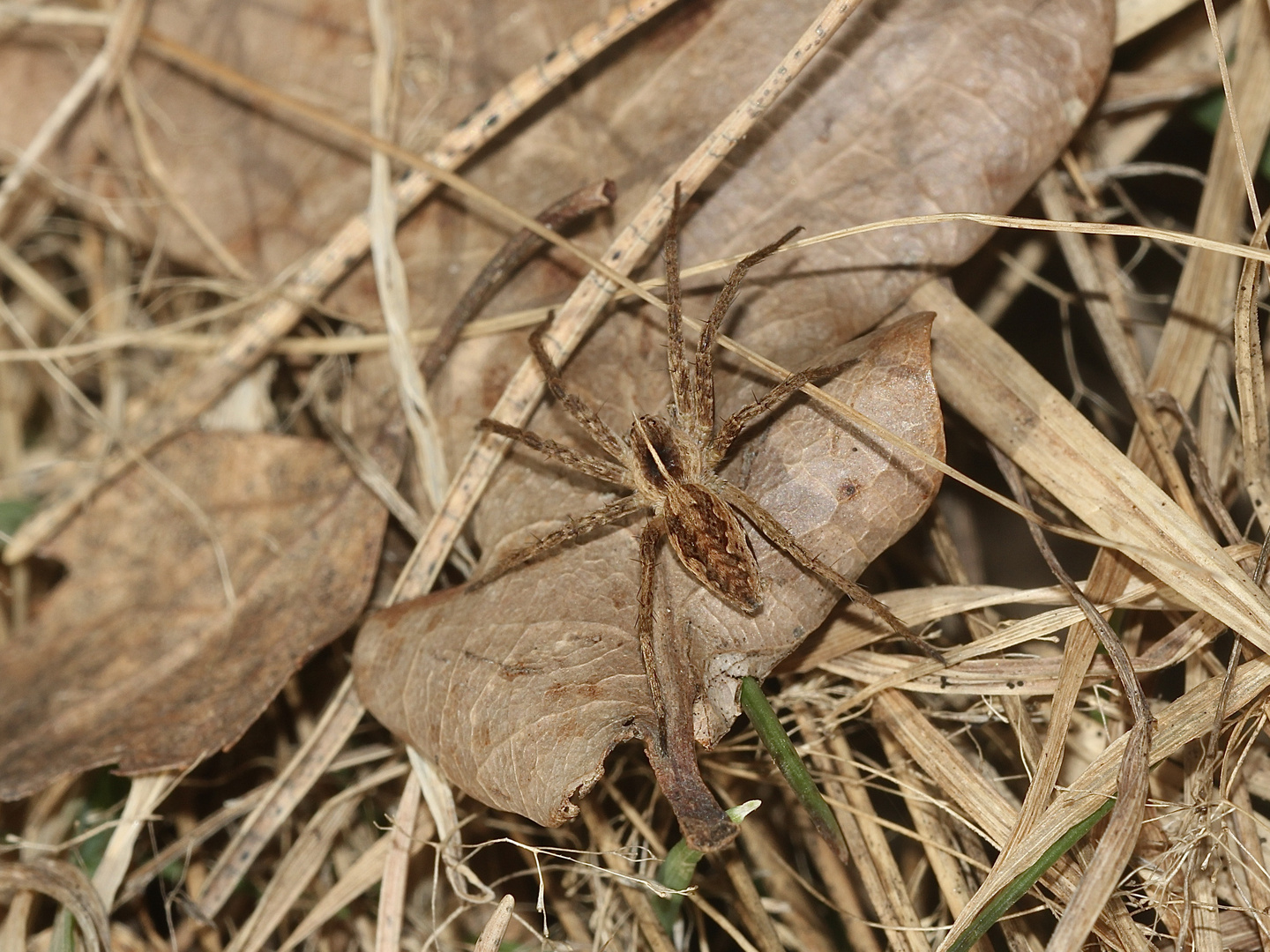 (4) Die Listspinne (Pisaura mirabilis) ... Foto & Bild | natur, bayern ...