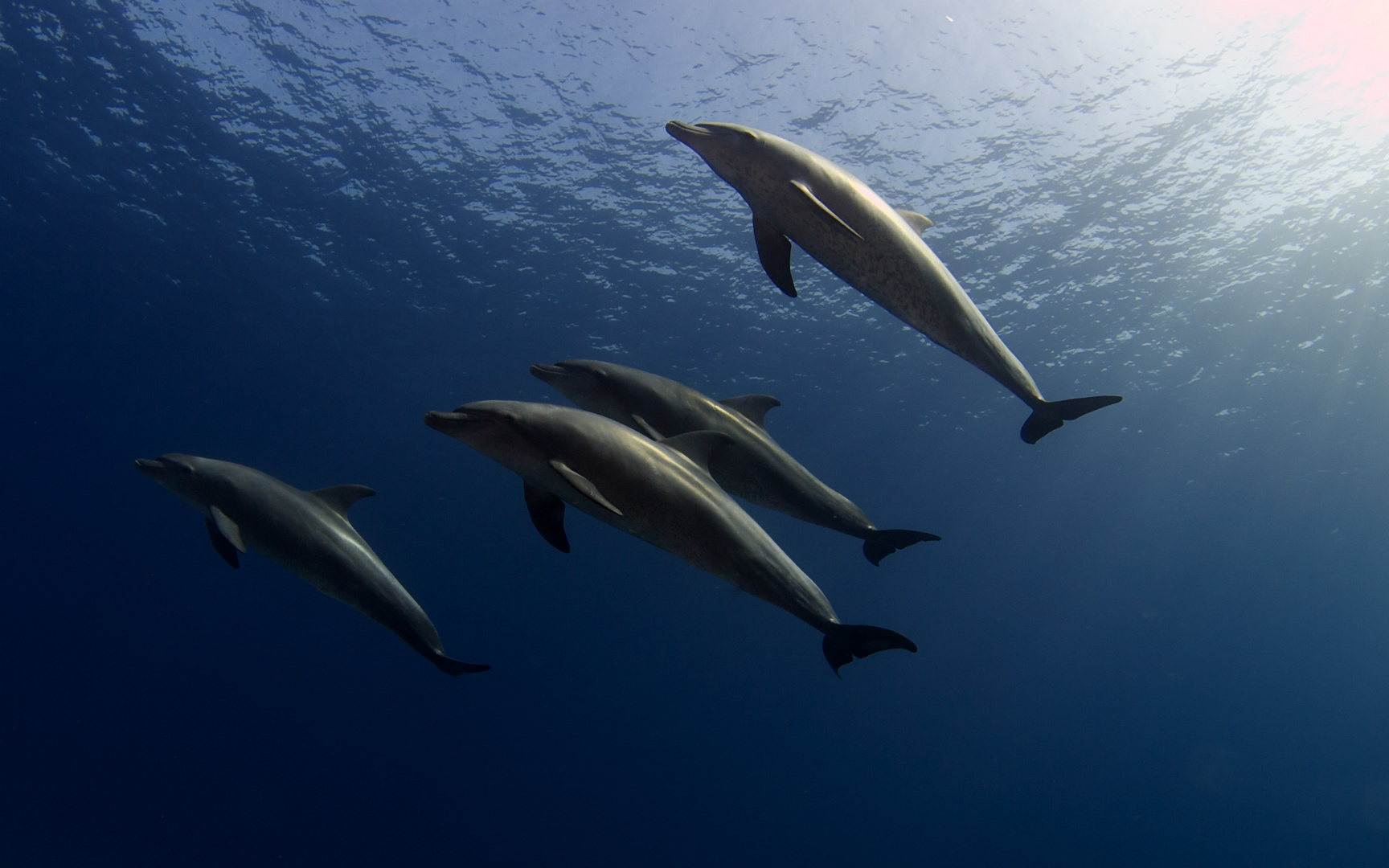 4 dolphins Foto & Bild | tiere, natur Bilder auf fotocommunity