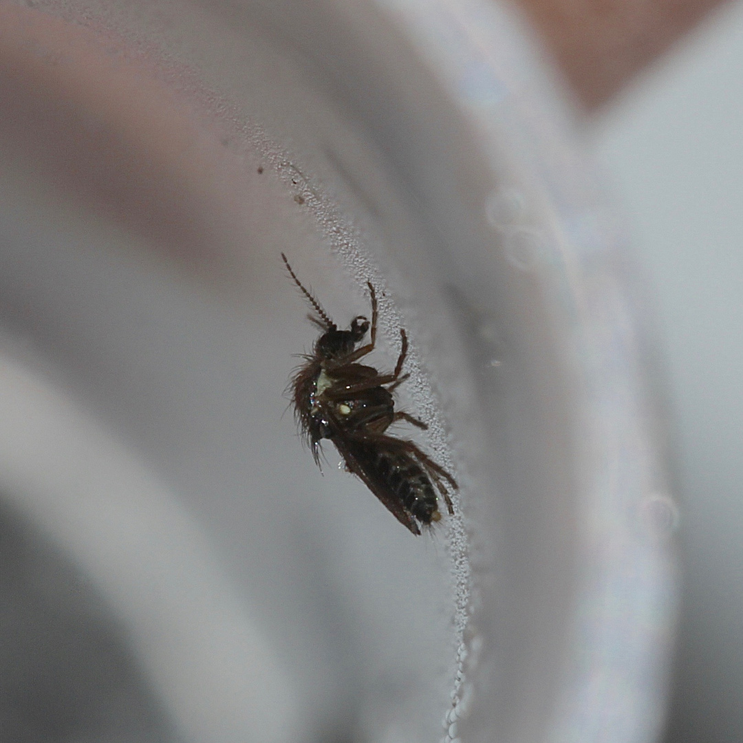 (4) GNITZEN! Foto & Bild | wald, natur, totholz Bilder auf fotocommunity