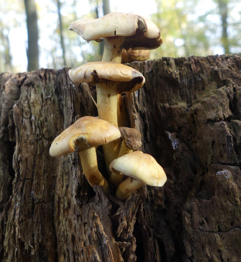 4 Pilze Foto & Bild | pflanzen, pilze & flechten, dokumentation, outdoor Bilder auf fotocommunity