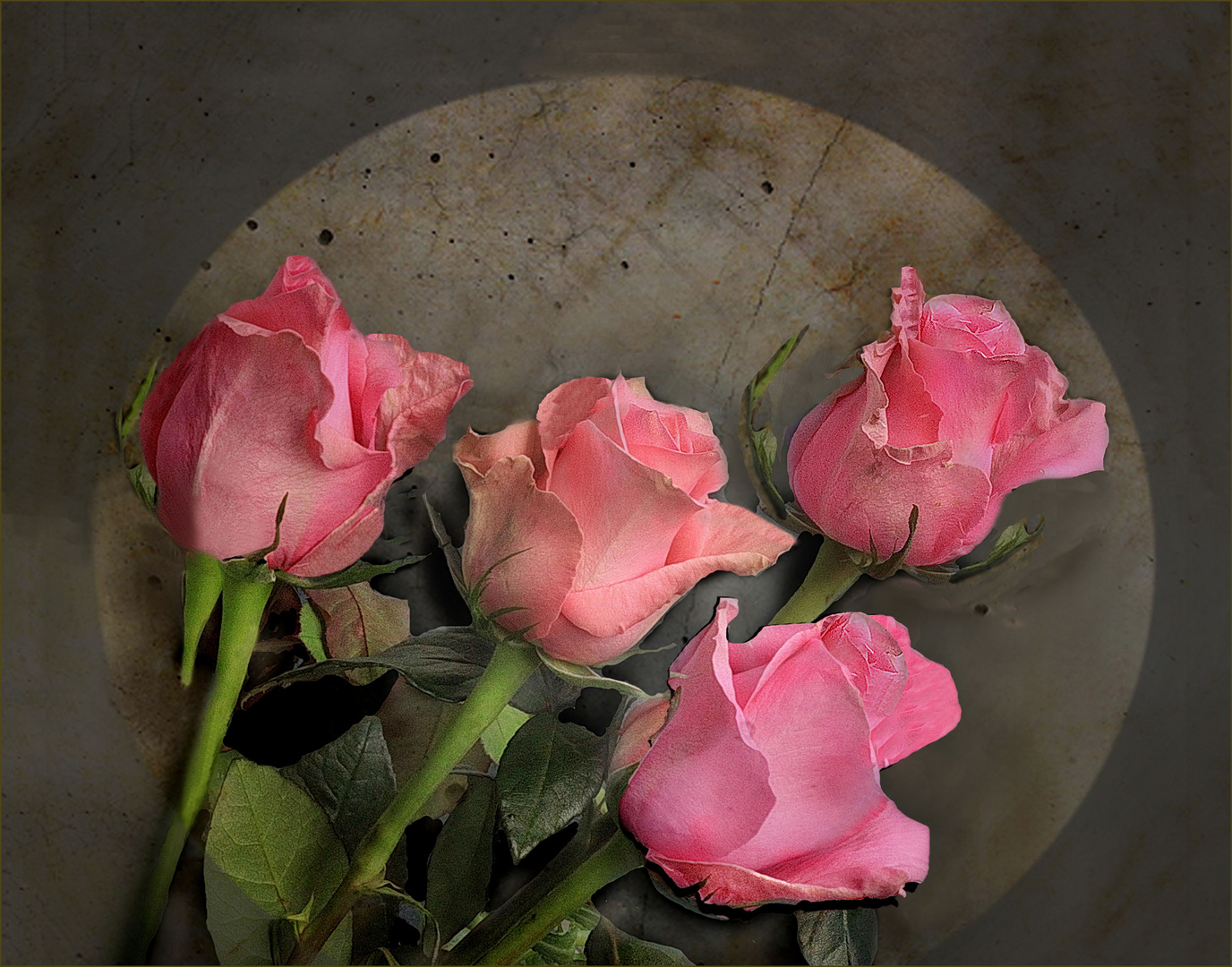 4 Rosas. Foto & Bild | blumen , natur, macro Bilder auf fotocommunity