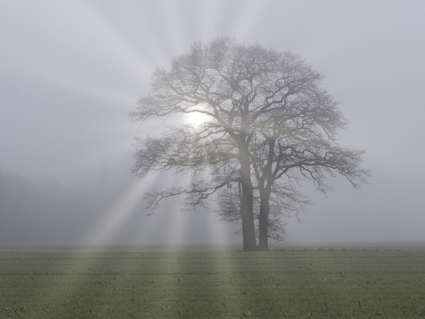 4023SC Einzelner Baum im Nebel mit Sonnenstrahlen Foto & Bild ...