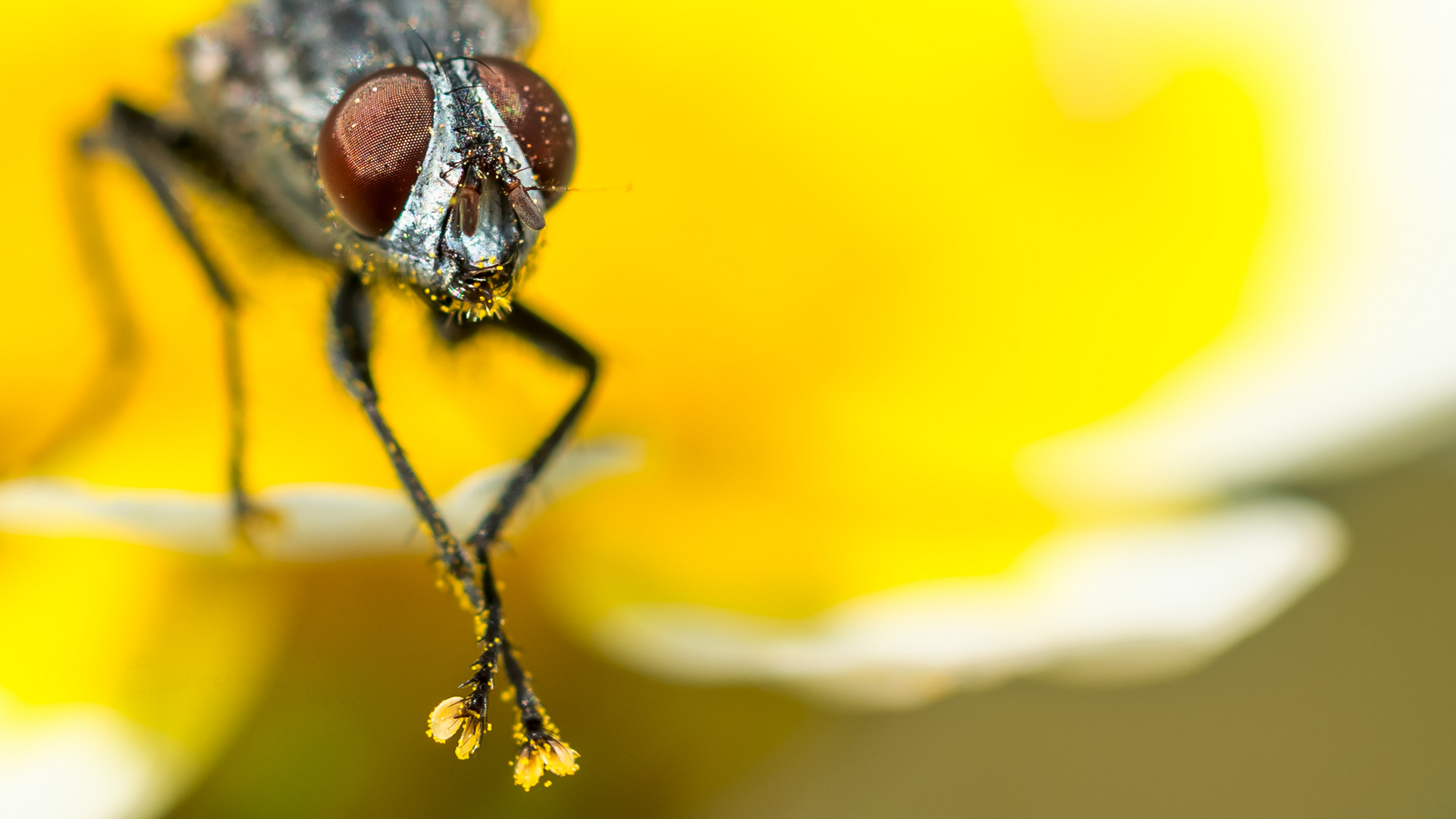 Foto & Bild | makro, natur, macro Bilder auf fotocommunity