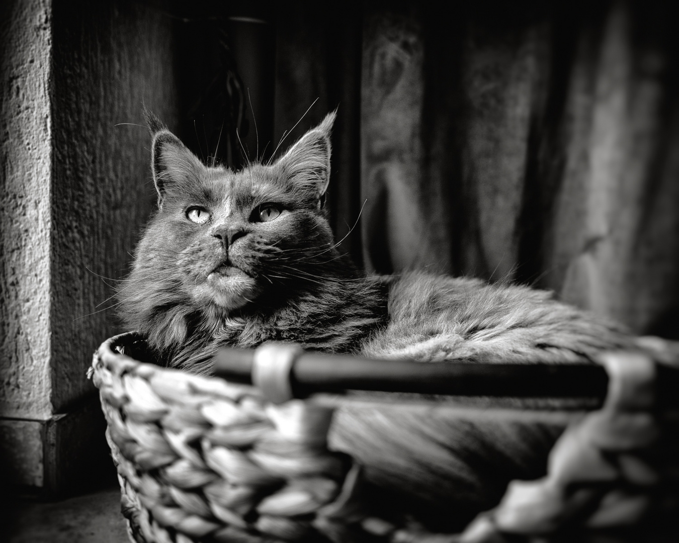 - 44 - Foto & Bild | fotos, natur, katze Bilder auf fotocommunity