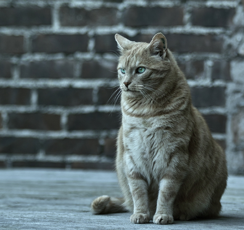 4545 Foto & Bild | tiere, haustiere, katzen Bilder auf fotocommunity