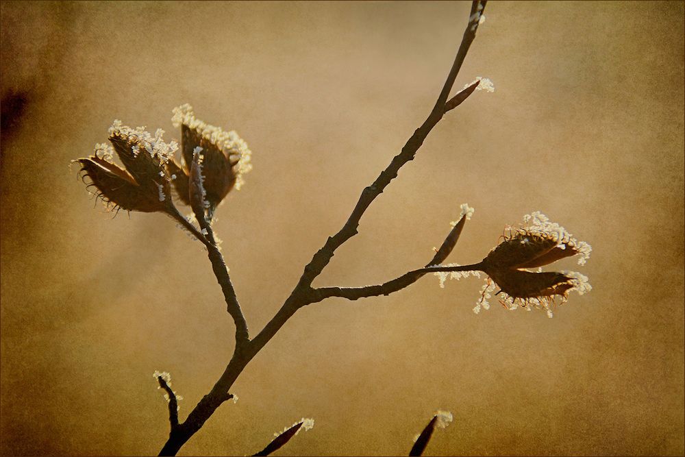 4745182963_93365aeafc_ocomnicfc | Edith Vogel Fotografie