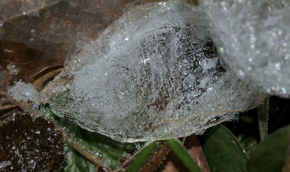 (5) Bandeis - Frostblume - ice flower - ice ribbons - ribbon ice ...