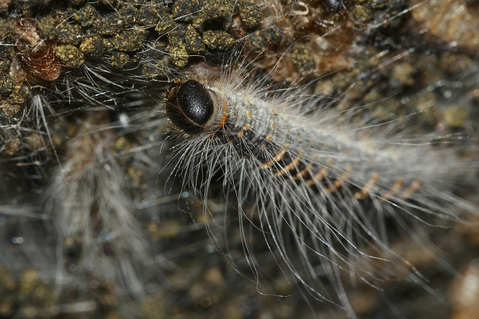 (5) Der Eichenprozessionsspinner (Thaumetopoea processionea) Foto & Bild | forst, wald, natur ...