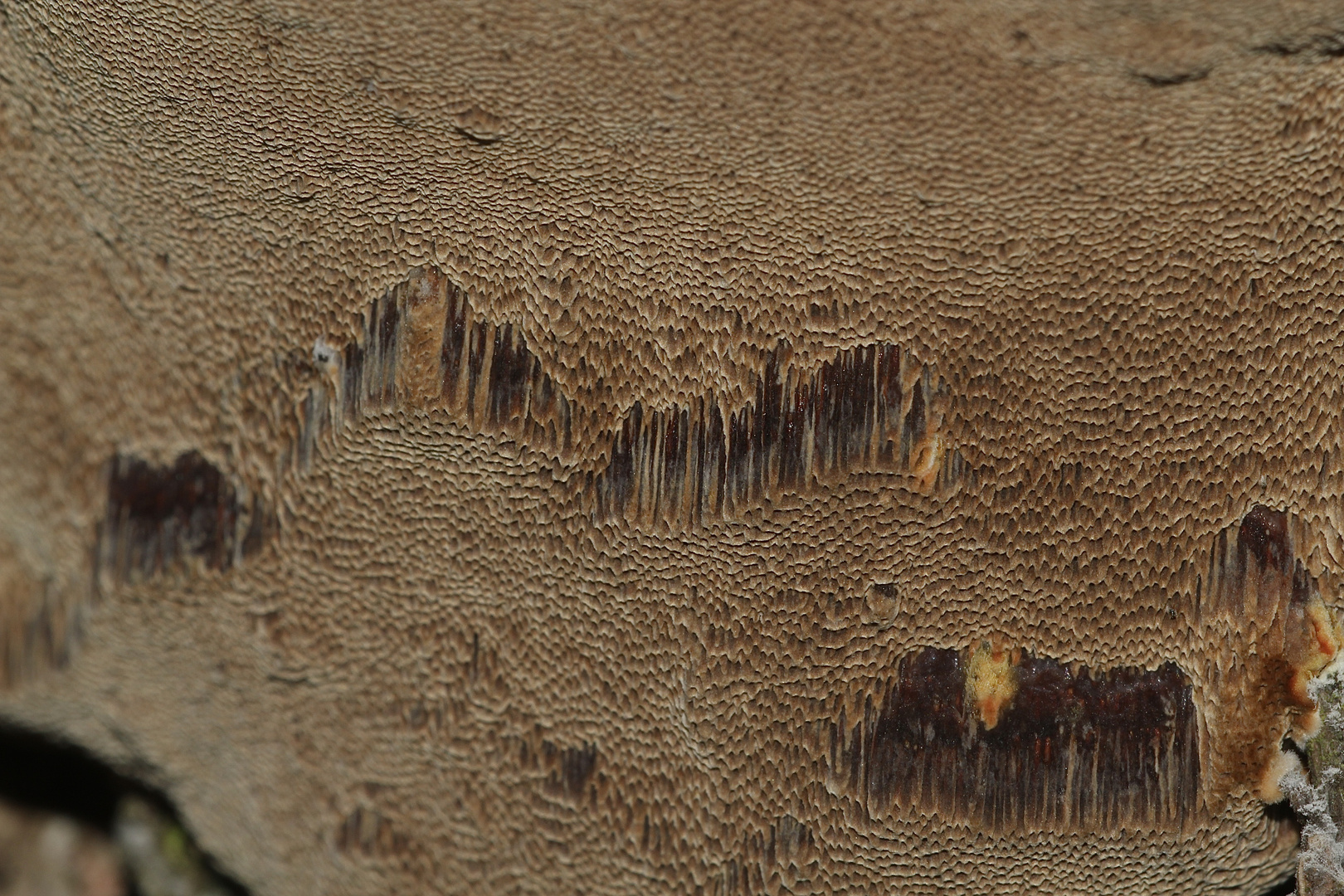 (5) Der Gemeine Feuerschwamm (Phellinus igniarius = trivialis) Foto ...