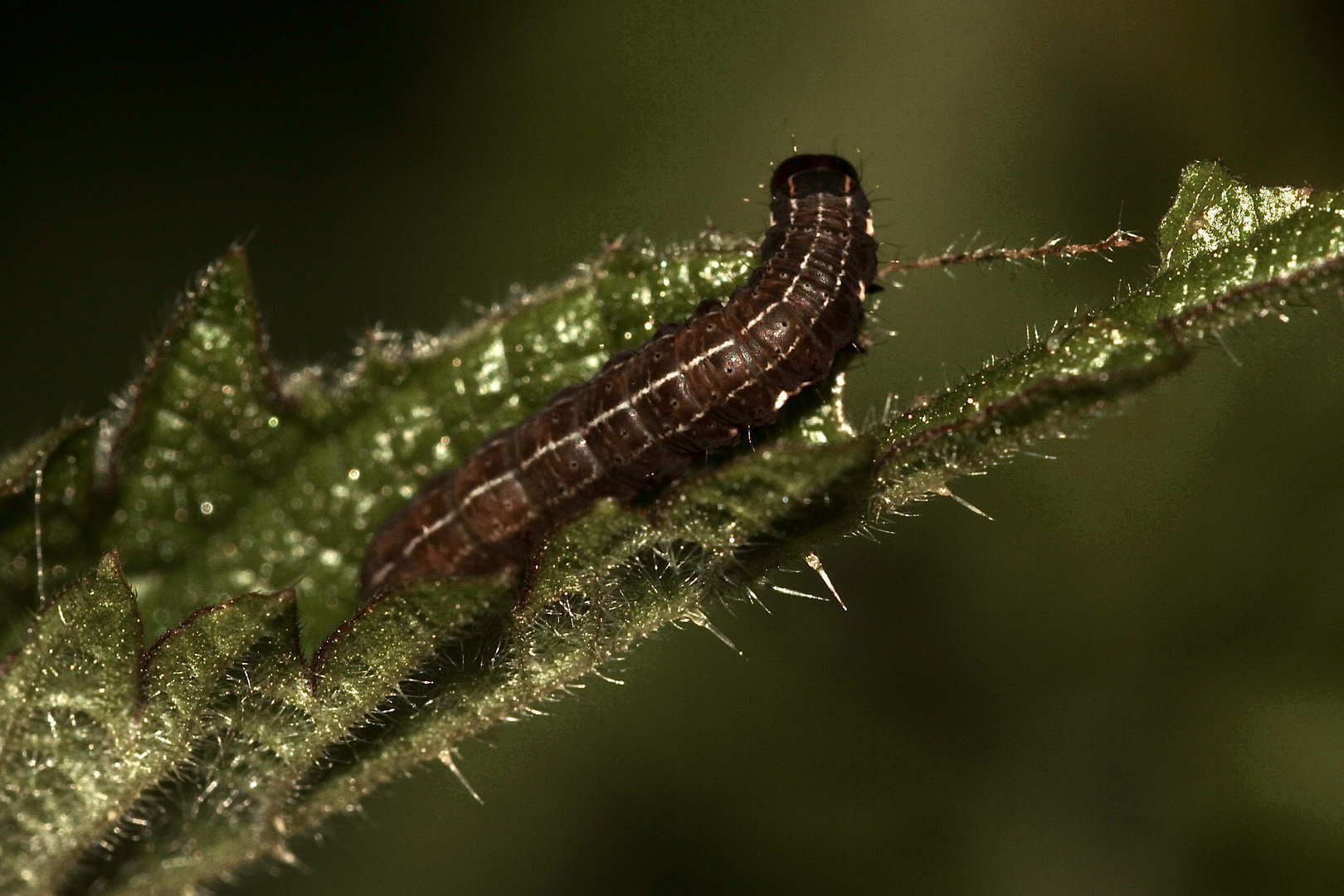 (5) Die Raupe der Satellit-(Winter-)Eule - Eupsilia transversa Foto ...