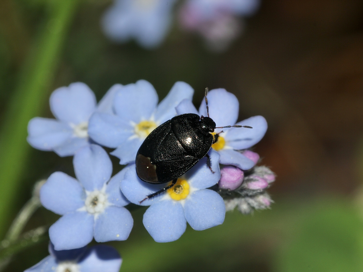 (5) Die Wanze SEHIRUS LUCTUOSUS, ... Foto & Bild | wald, natur, bayern ...