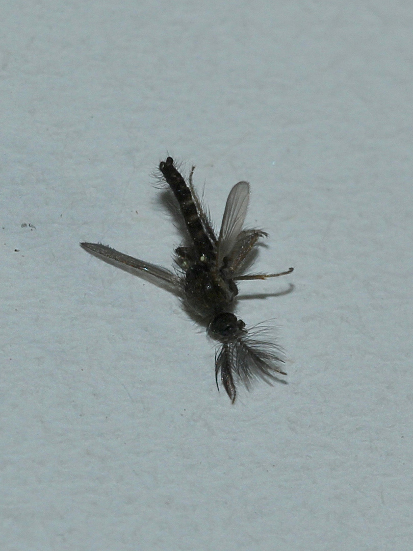 (5) GNITZEN! Foto & Bild | wald, natur, totholz Bilder auf fotocommunity