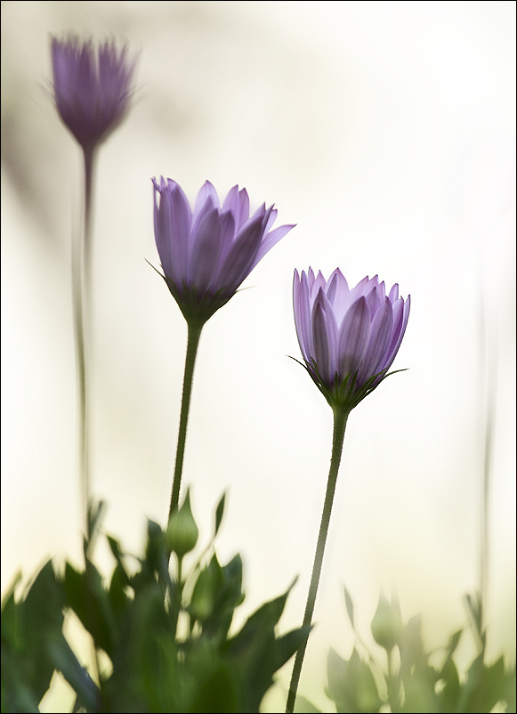 photo et image | nature, fleurs, special Images fotocommunity