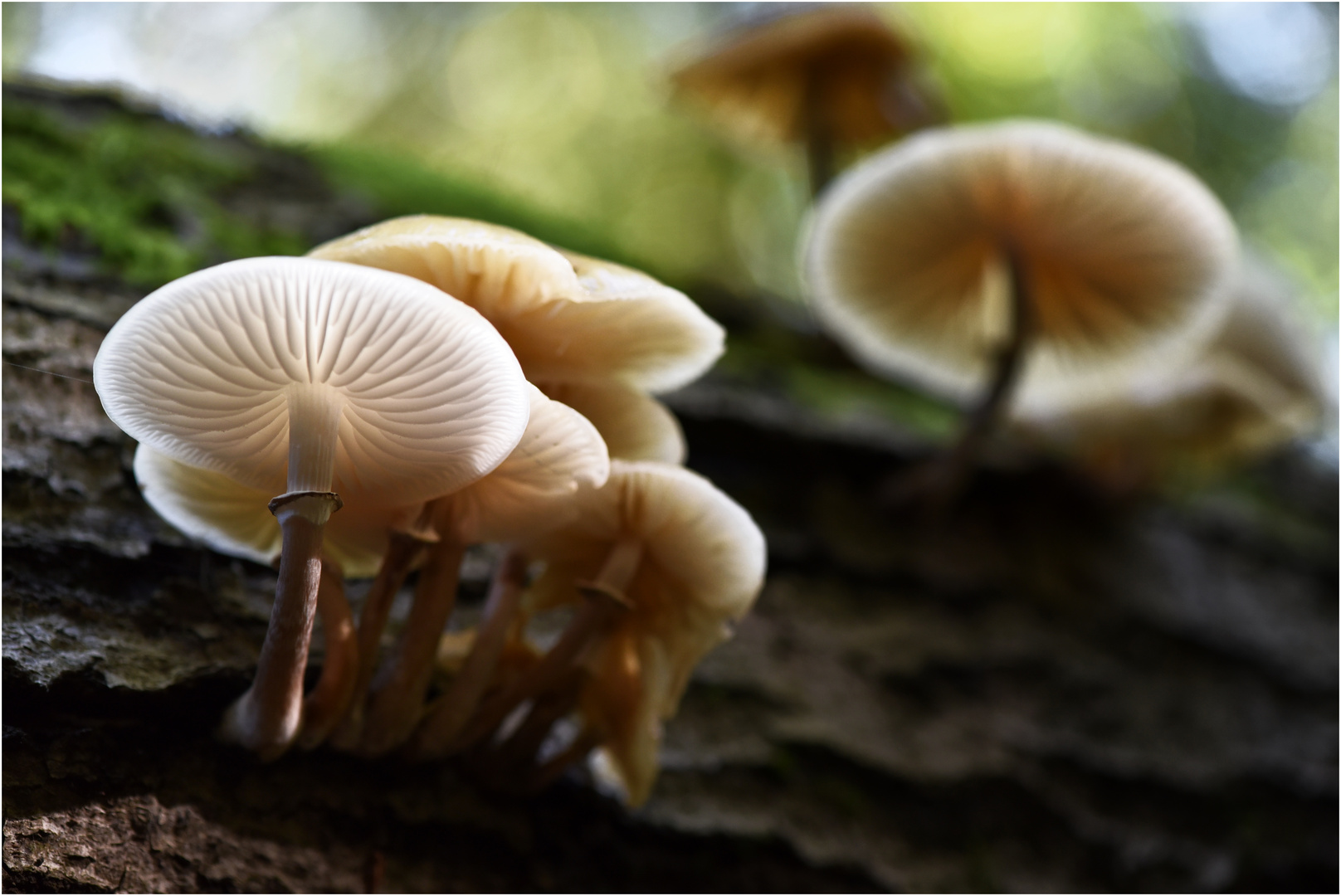 Foto & Bild | pflanzen, pilze & flechten, pilze & flechten, jahreszeiten Bilder auf fotocommunity