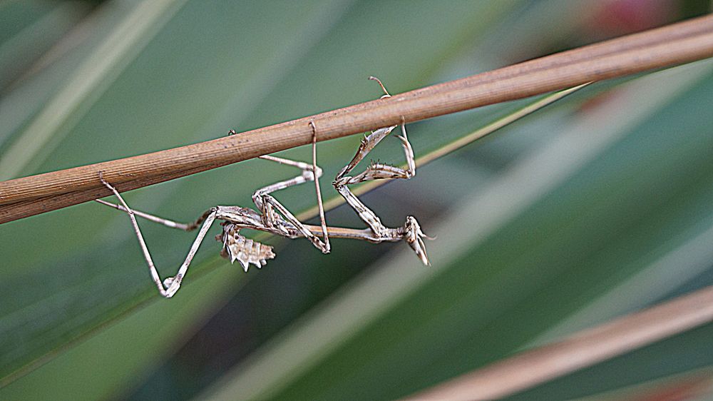 LE PHASME - Image & Photo de puig66 de La nature - Photographie (37916788) | fotocommunity