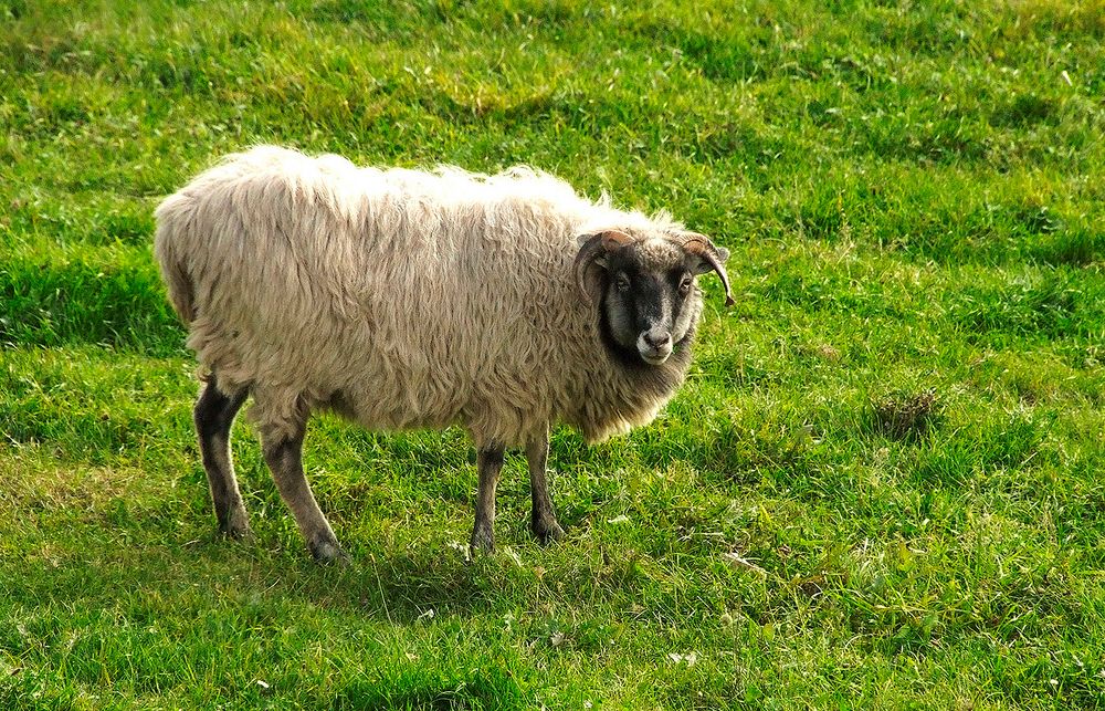 5b Foto & Bild | haustiere Bilder auf fotocommunity