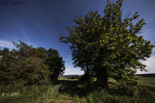 Heide Bilder & Fotos