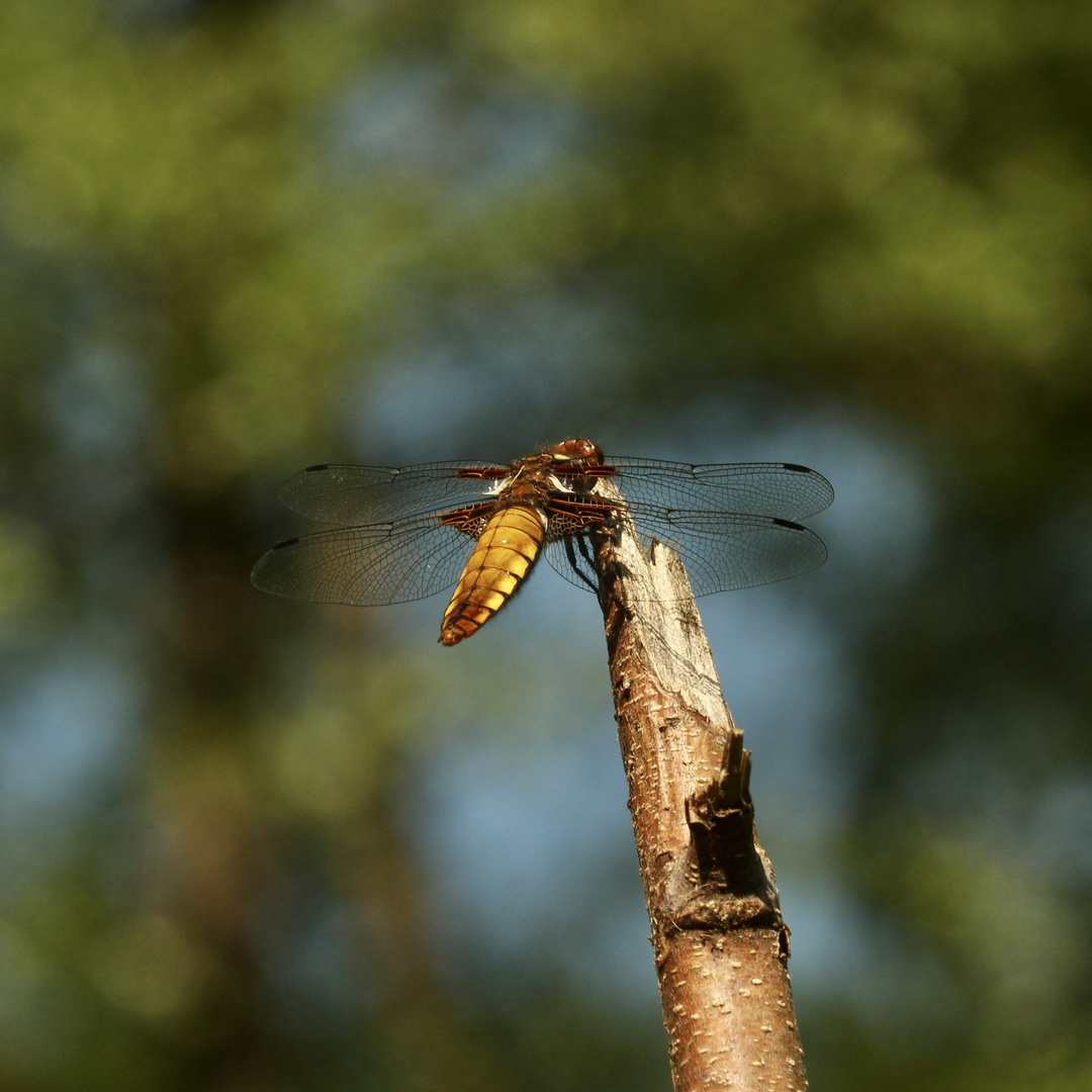 (6) Die PLATTBAUCH-LIBELLE (LIBELLULA DEPRESSA) Foto & Bild | wald ...