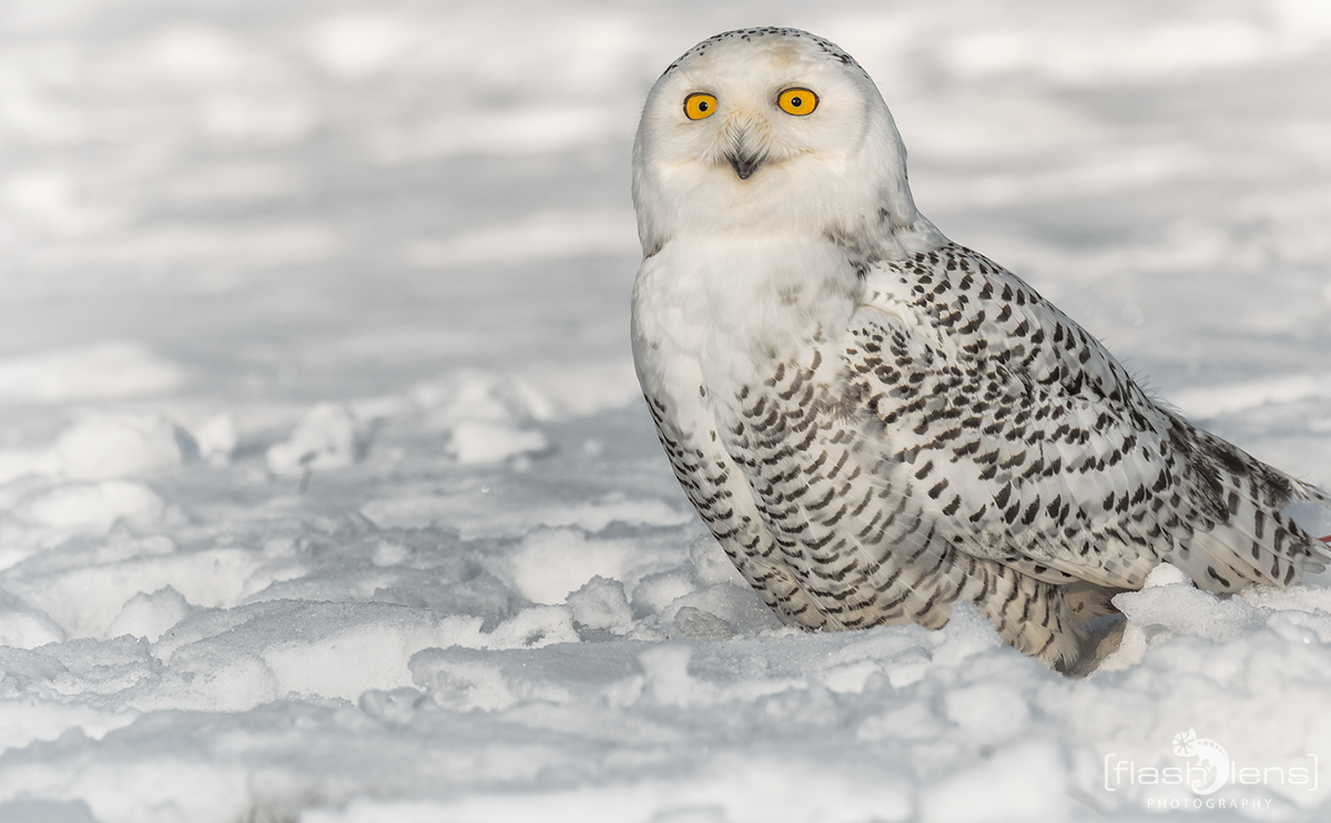 6 E Schneeeule Schnee Foto And Bild Schnee Natur Eule Bilder Auf Fotocommunity