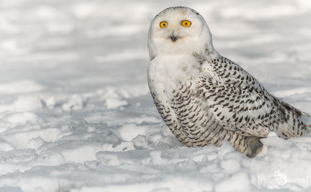 6 * e = (Schneeeule + Schnee) Foto & Bild | schnee, natur, eule Bilder ...