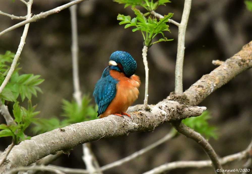 Foto & Bild | natur, tiere, wildlife Bilder auf fotocommunity